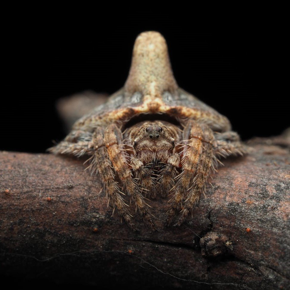 Bush Blitz Spider Discovery in Australian Alps | Parks Australia ...
