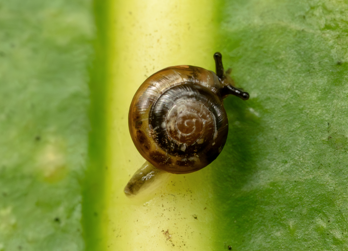 Successful release for unique Norfolk Island snail | Parks Australia ...