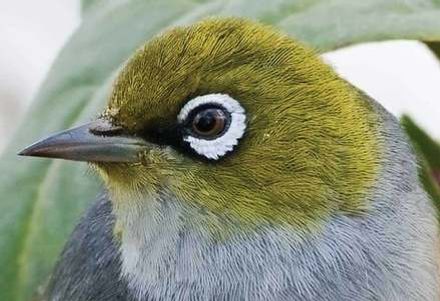 Bird flu | Parks Australia | Parks Australia