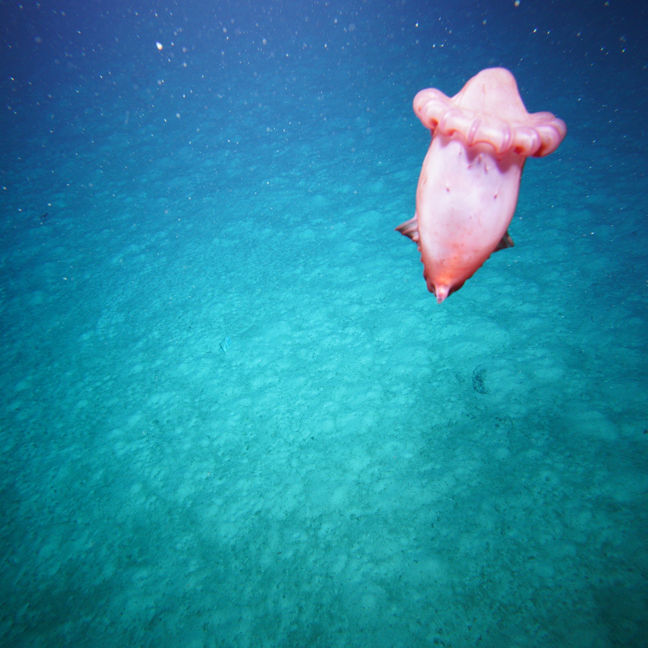 Students and deep-sea scientists spy headless chicken monsters | Parks ...
