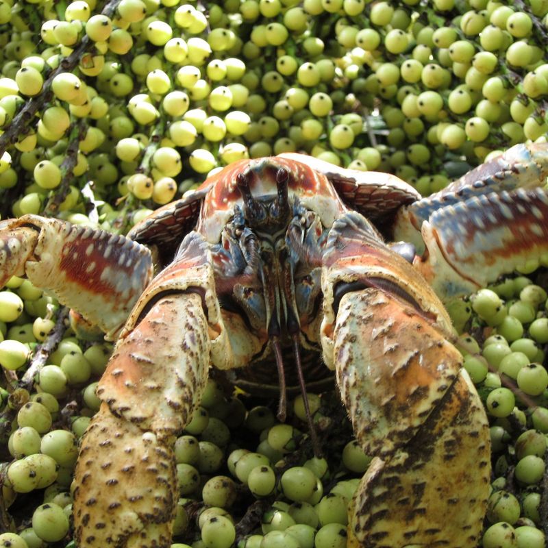 The biggest thieving crab you’ve never heard of | Parks Australia ...