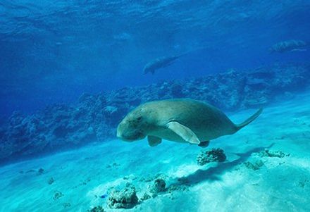 Marine Parks | Parks Australia | Parks Australia