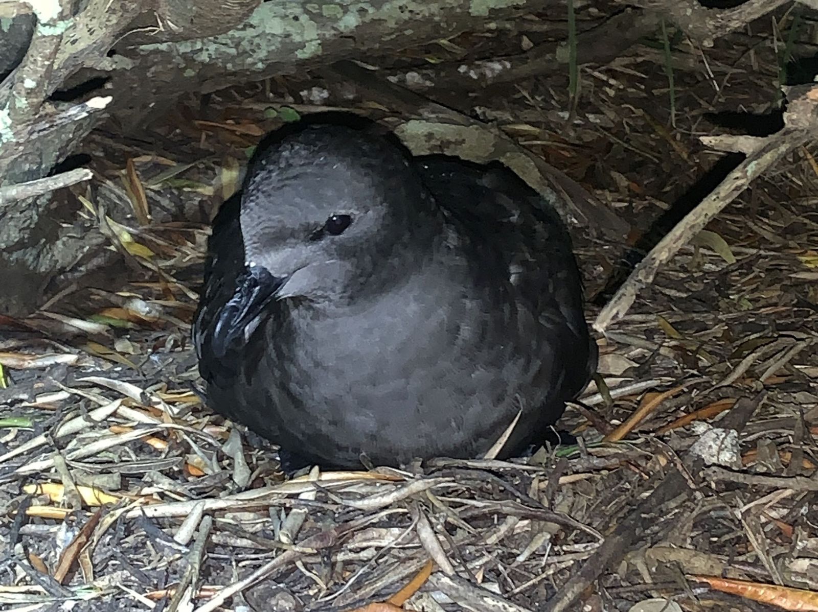 Herald petrel arrives on Phillip Island | Parks Australia | Parks Australia