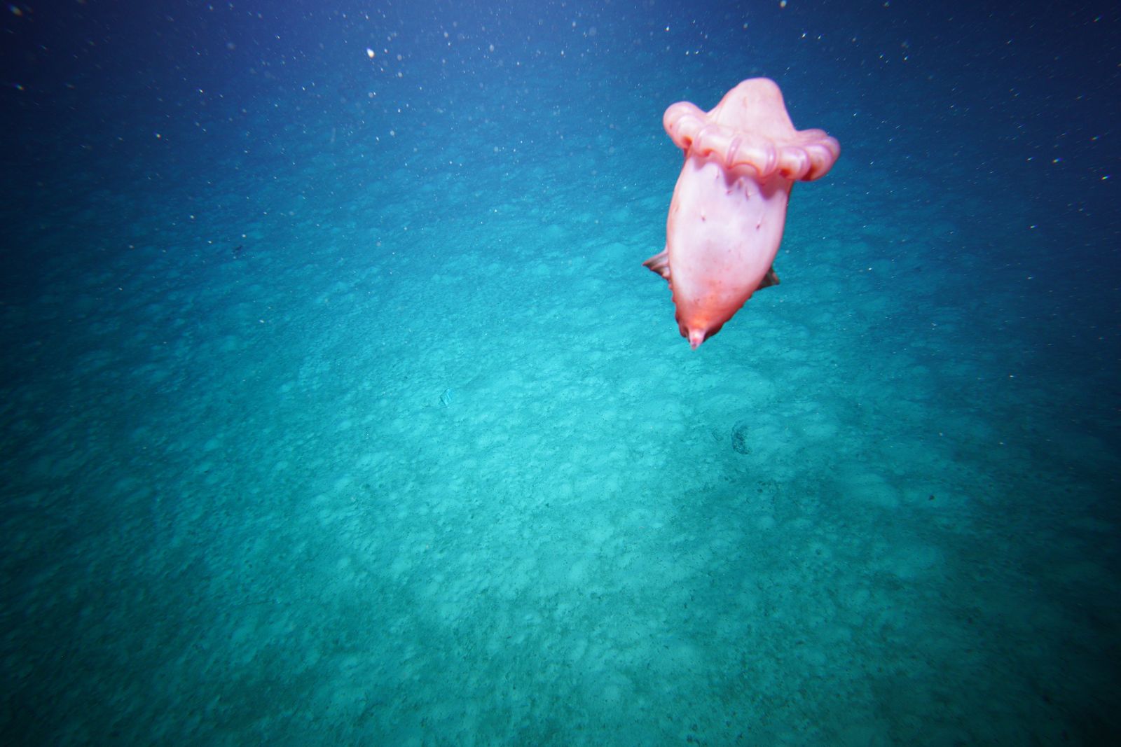 Students and deep-sea scientists spy headless chicken monsters | Parks ...