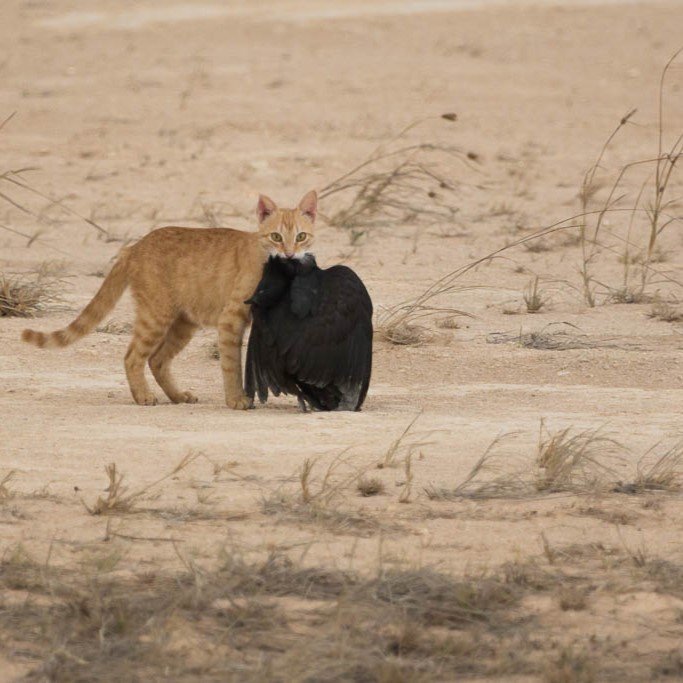 Saving 15,000 native species by removing almost 300 cats | Parks ...