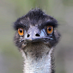 Kakadu Bird Week soaring through the skies | Parks Australia | Parks ...