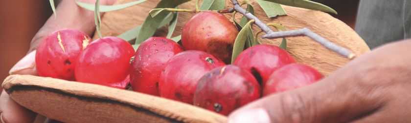 ANBG grows seedlings to protect Uluṟu tree from extinction | Parks ...