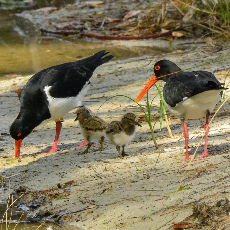 Booderee monitoring vulnerable shorebird nests | Parks Australia ...