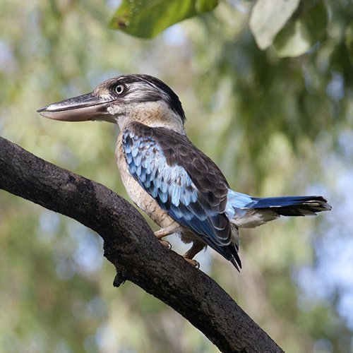 Kakadu Bird Week flying high for 10th Anniversary | Parks Australia ...