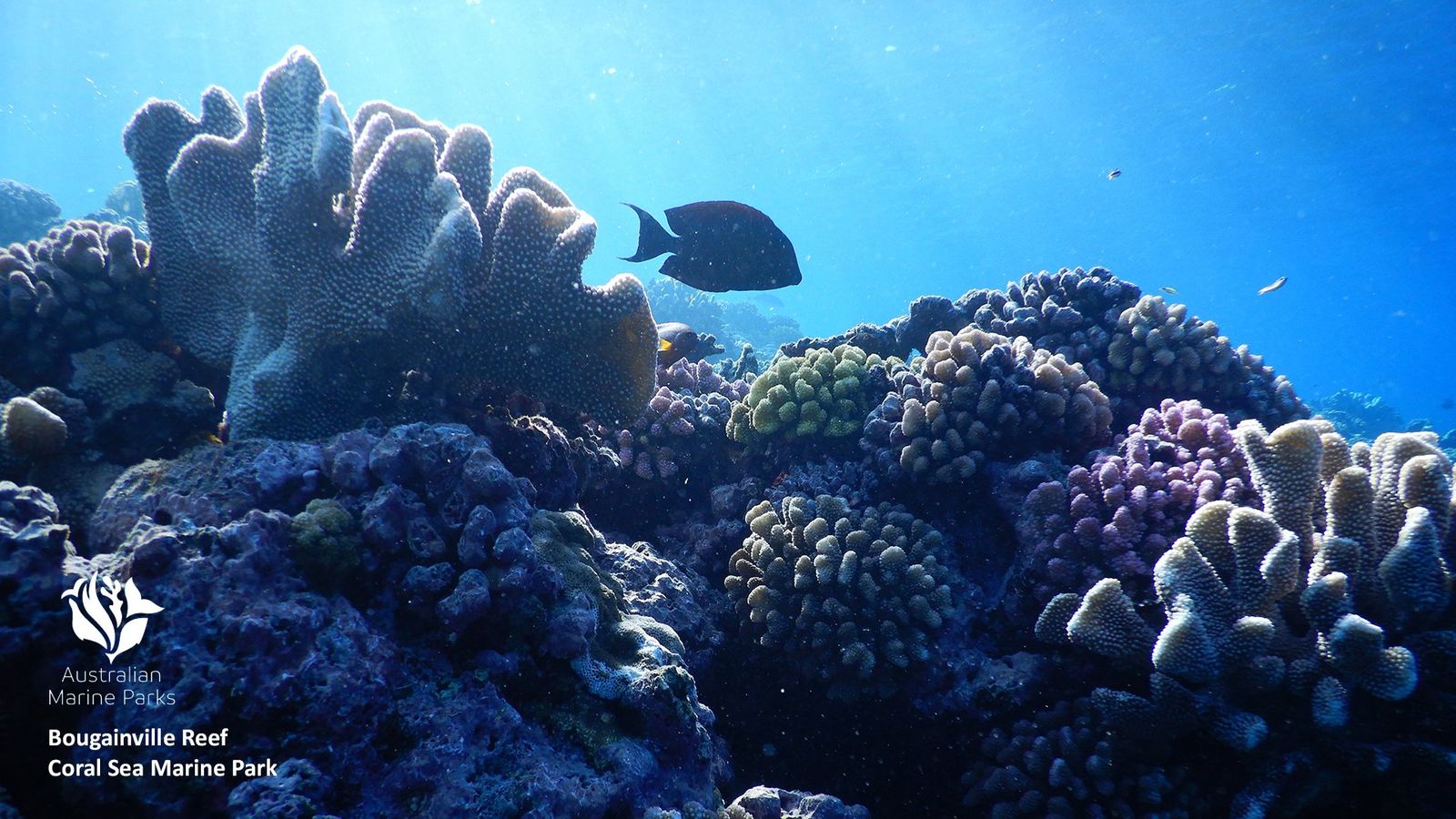 Parks Australia Zoom backgrounds | Parks Australia | Parks Australia